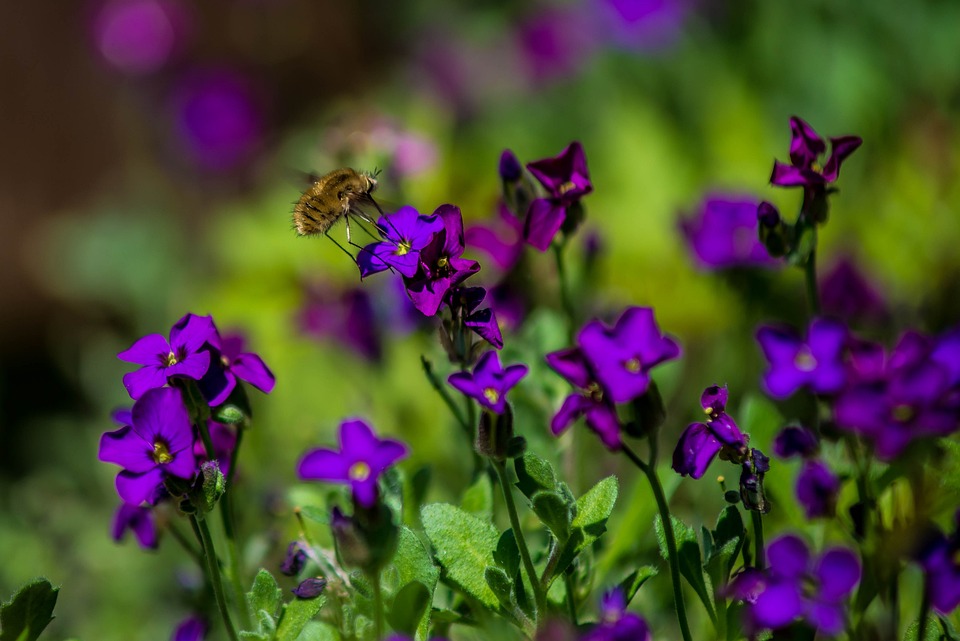 Violet Fleur Makro - Photo gratuite sur Pixabay - Pixabay