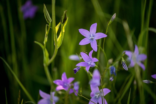 Violet Fleur Makro - Photo gratuite sur Pixabay - Pixabay