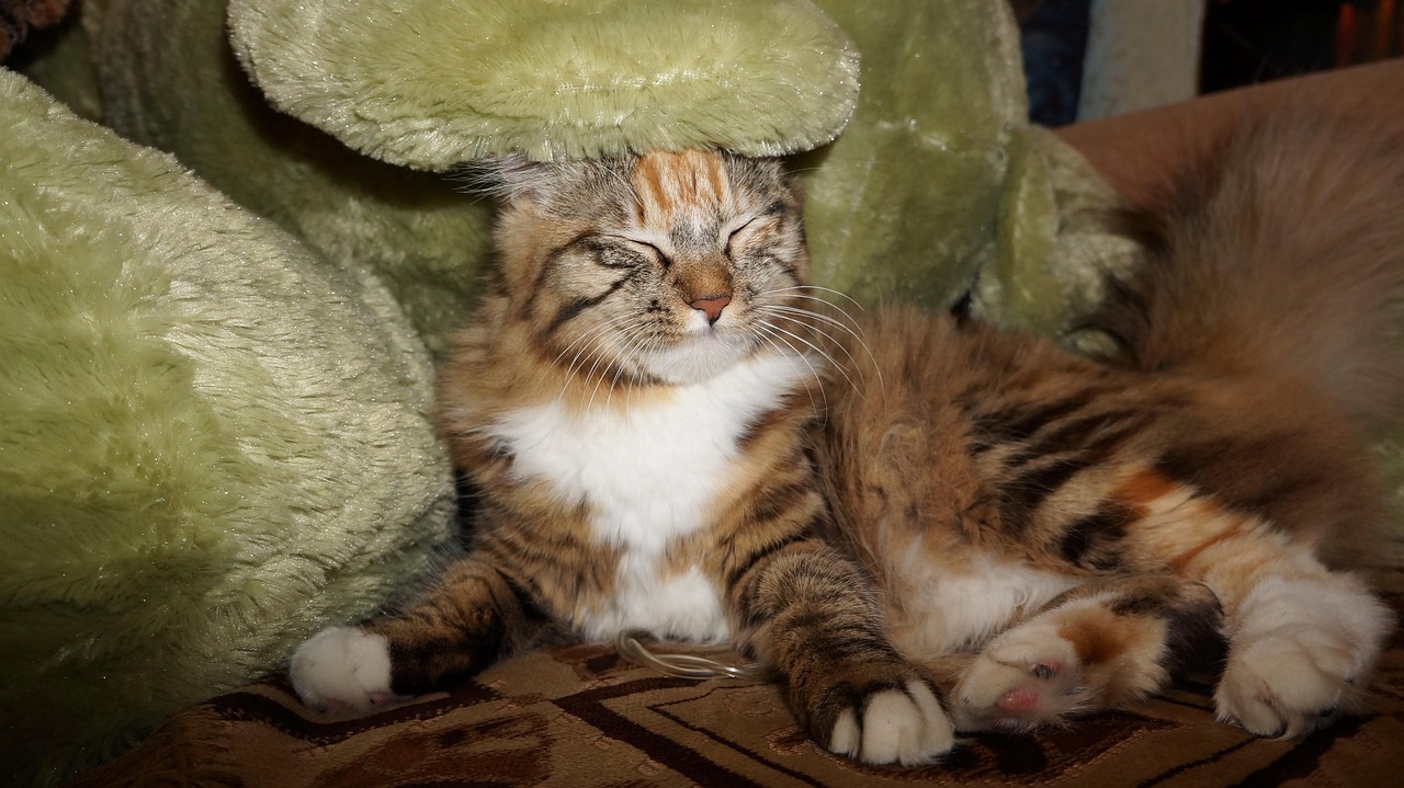 Tigré Cat Confort - Photo gratuite sur Pixabay - Pixabay