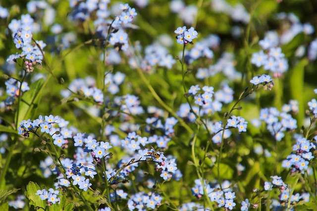 Little Flower Blue Spring - Free photo on Pixabay - Pixabay