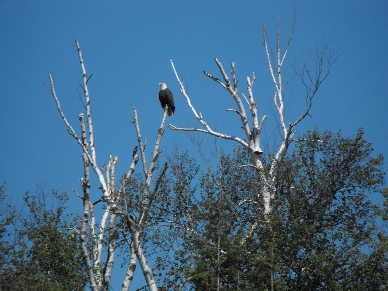 Eagle Em Bétula Poleiro Arvores - Foto gratuita no Pixabay - Pixabay