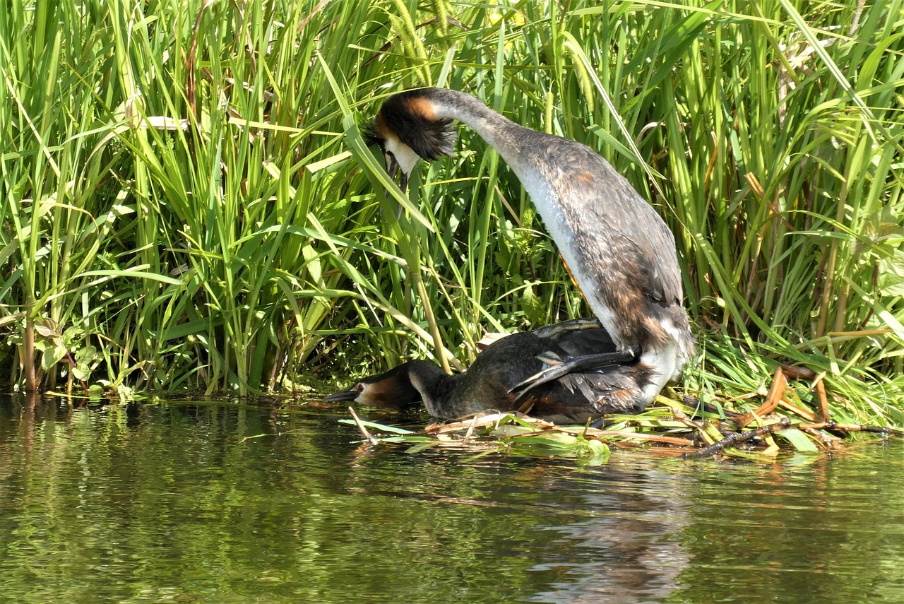 Mating Of Great Crested Grebe - Free photo on Pixabay - Pixabay