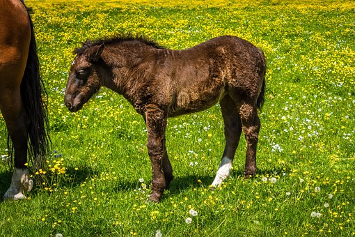 20+ Free Foal Flowers & Foal Images - Pixabay