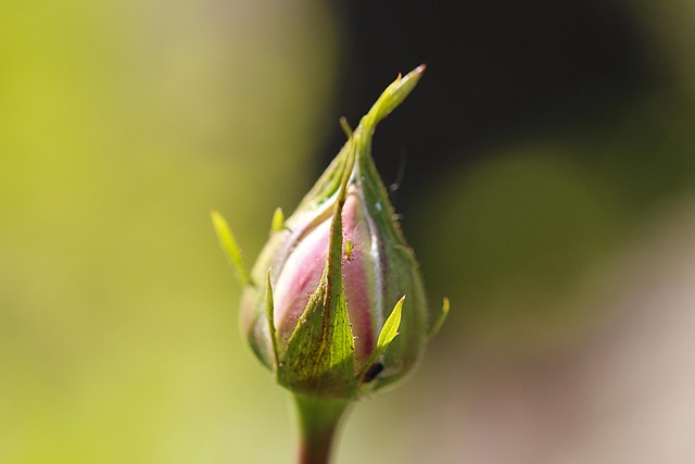 Rose Buttons Plant Nature - Free photo on Pixabay