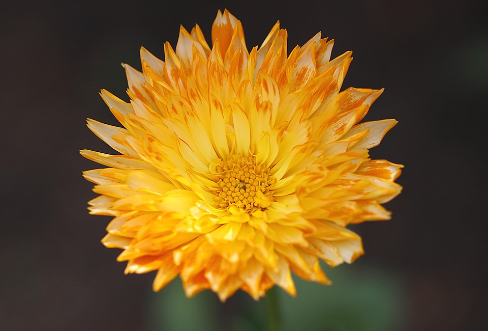 Souci Plante Fleur - Photo gratuite sur Pixabay - Pixabay