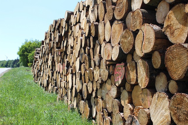 Wood Tribes Tribe Tree - Free photo on Pixabay - Pixabay