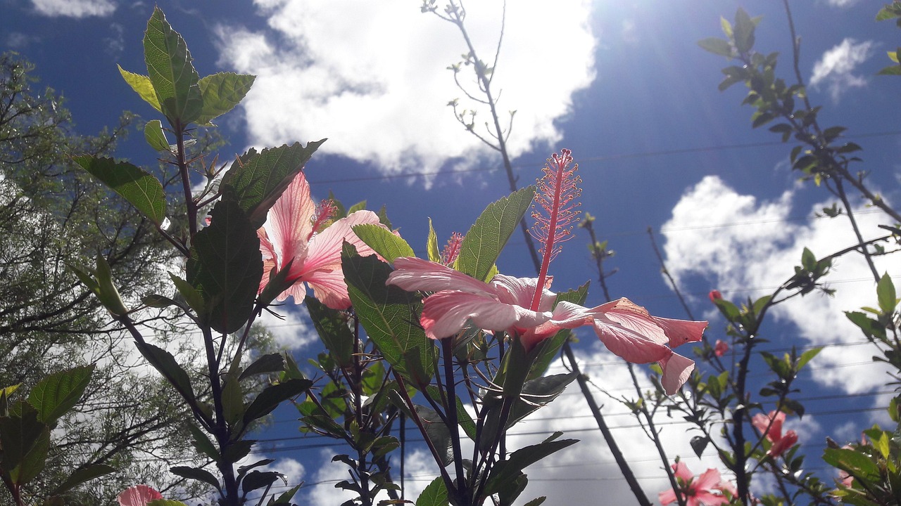 Darling Sun - Free photo on Pixabay - Pixabay
