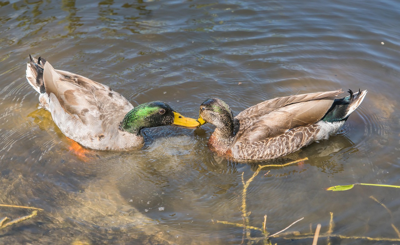 Canards Colverts Nature La - Photo gratuite sur Pixabay - Pixabay