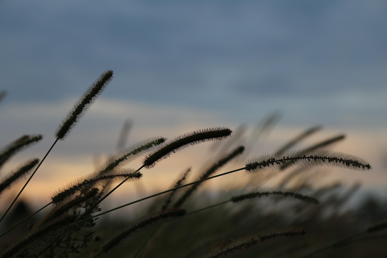 At Dusk Dog'S Tail Grass Setaria - Free photo on Pixabay - Pixabay