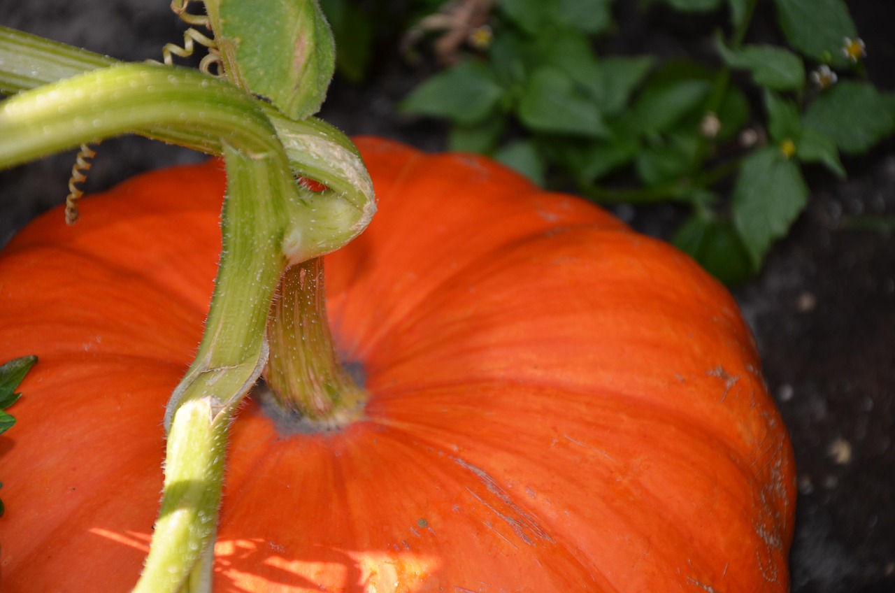 Citrouille Orange Tombe - Photo gratuite sur Pixabay - Pixabay
