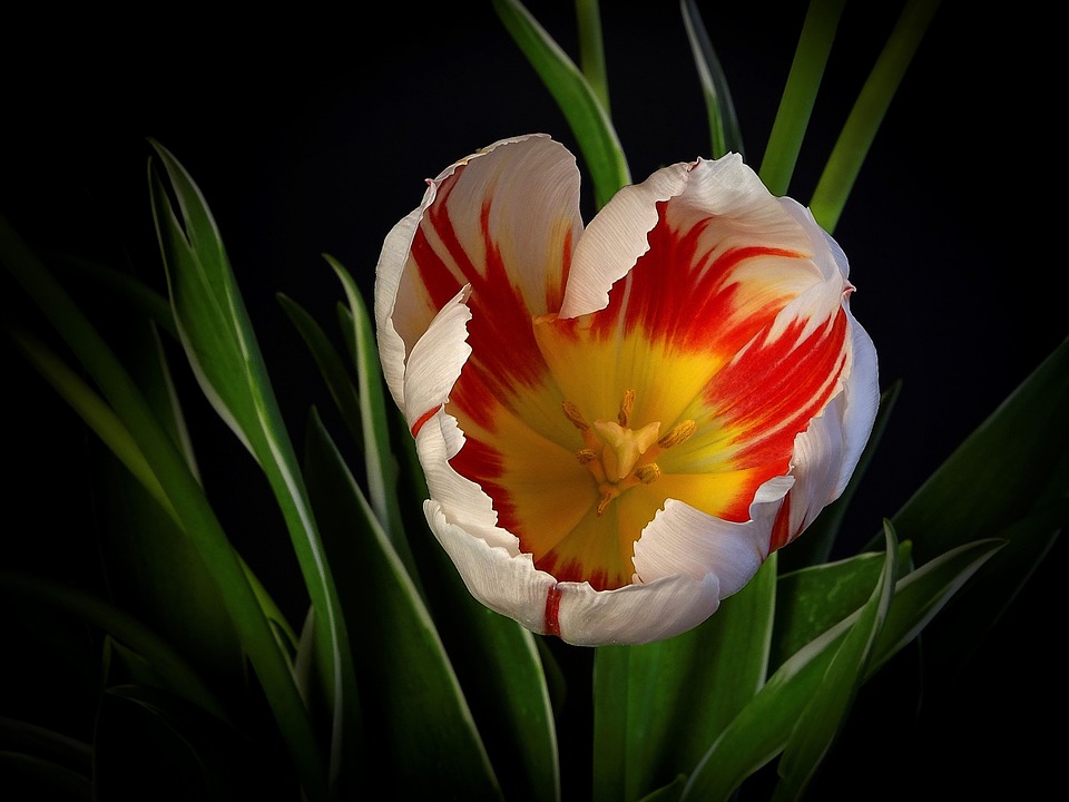 La Nature Fleurs Fleur - Photo gratuite sur Pixabay - Pixabay