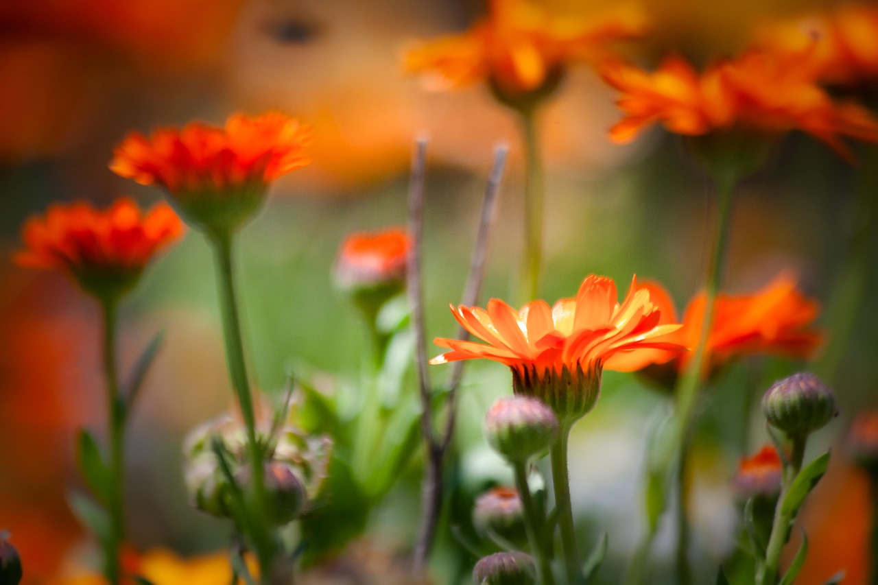 Marigolds Garden Nature - Free photo on Pixabay - Pixabay