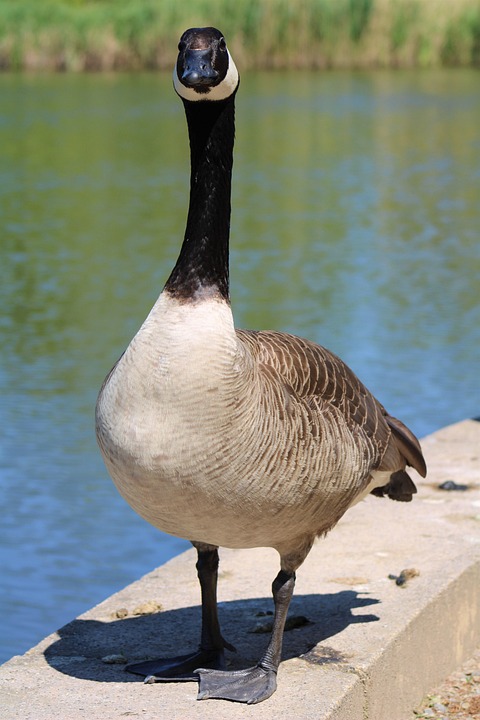 Goose Bird Close Up - Free photo on Pixabay - Pixabay