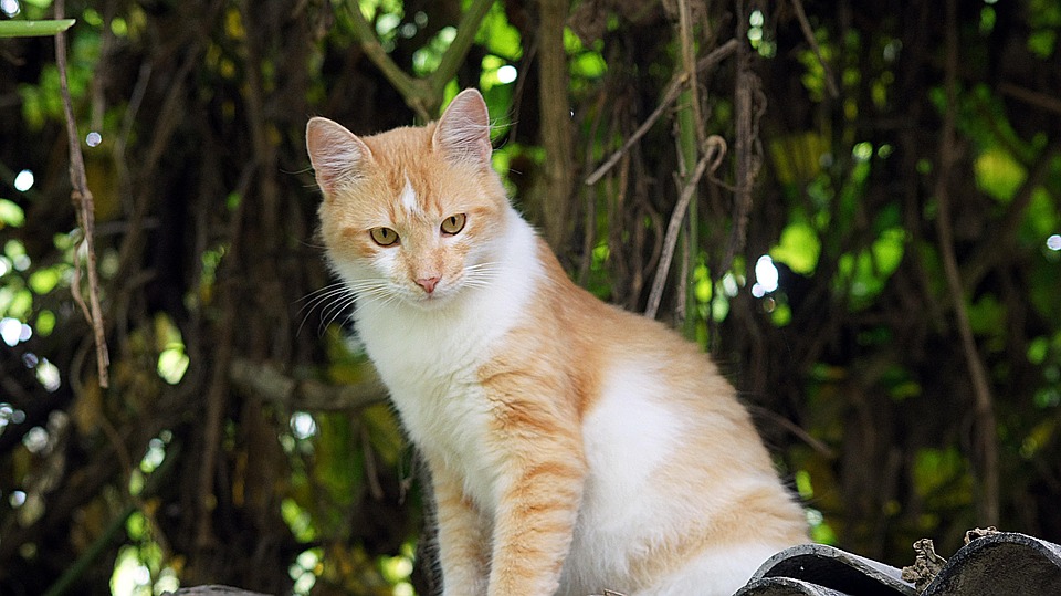 Cat Yellow Animals - Free photo on Pixabay