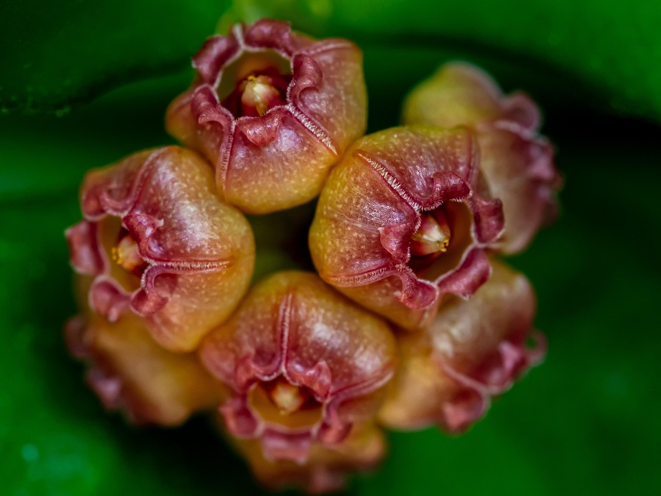Hoya Macro Bloom - Free photo on Pixabay - Pixabay