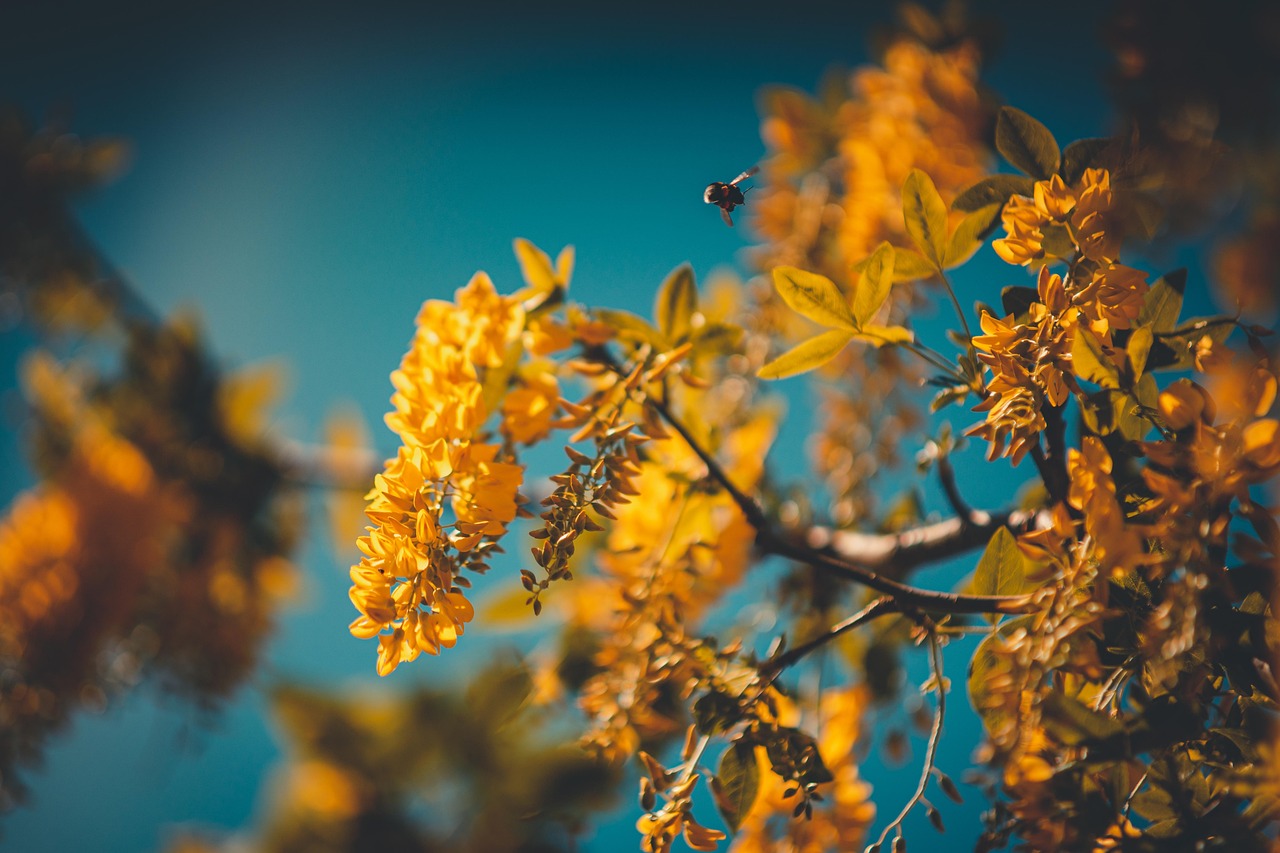 20+ Free Vishu & Kerala Images - Pixabay