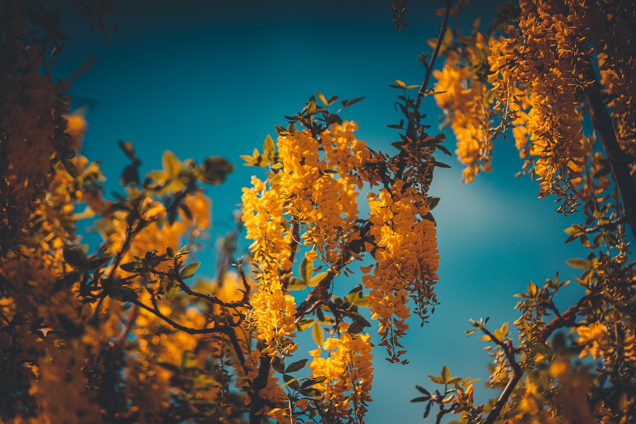 Laburnum Strom Větev - Fotografie zdarma na Pixabay - Pixabay