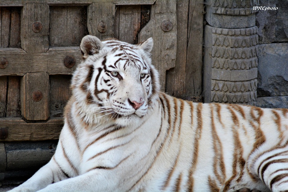 Animal Tigre Royal - Photo gratuite sur Pixabay - Pixabay