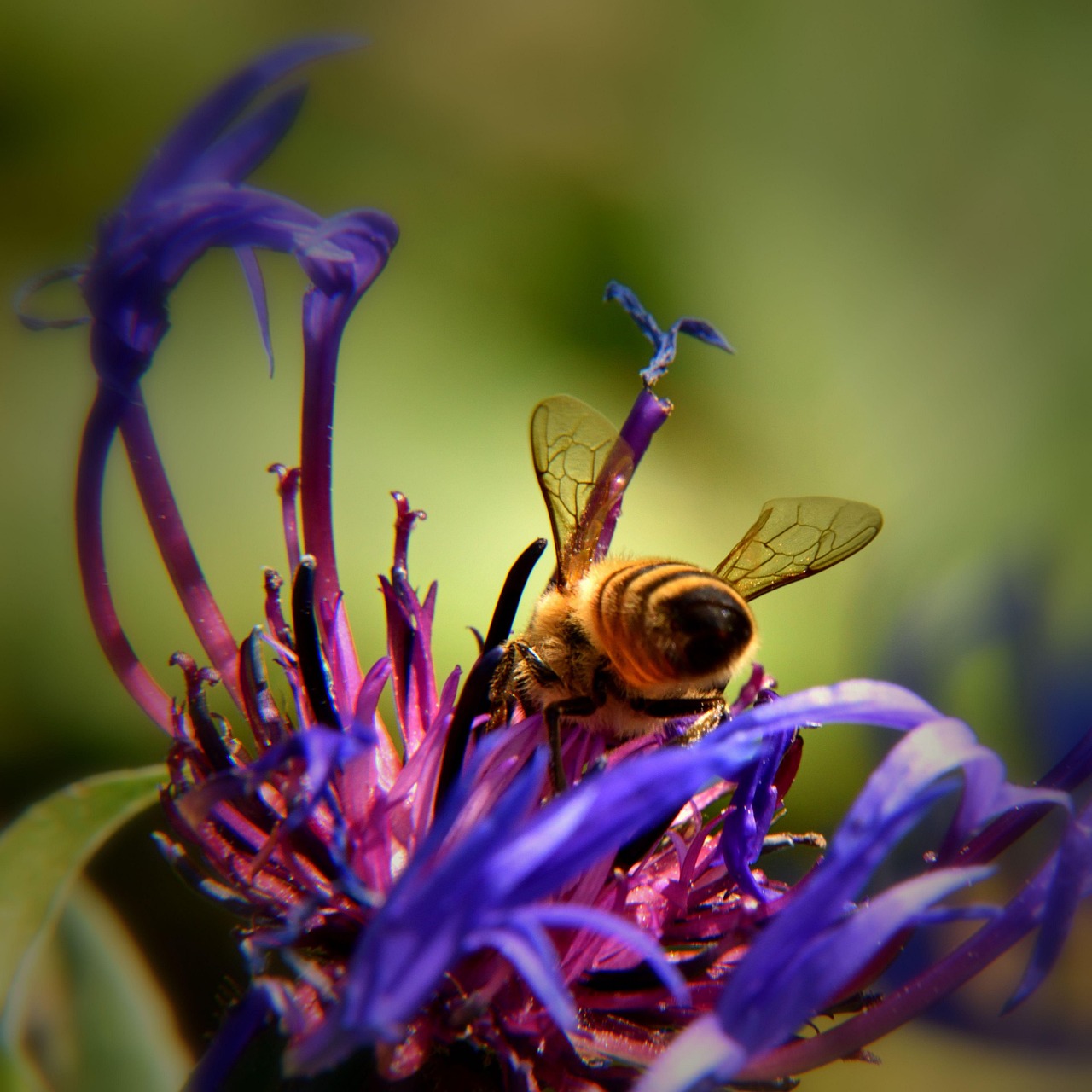 Abejas Silvestres Mala Hierba Flor - Foto gratis en Pixabay - Pixabay