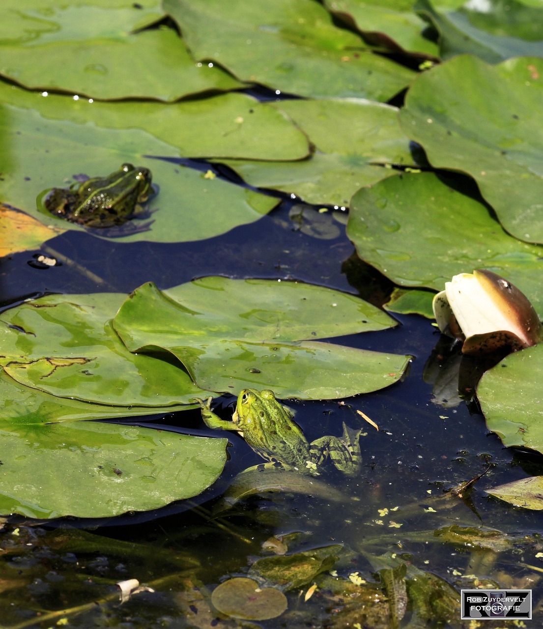 Frogs Green - Kostenloses Foto auf Pixabay - Pixabay