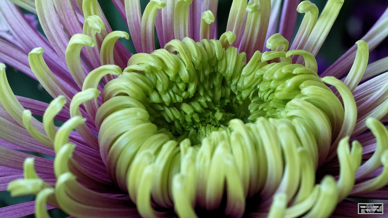 Flower Close-Up Spring - Free photo on Pixabay - Pixabay