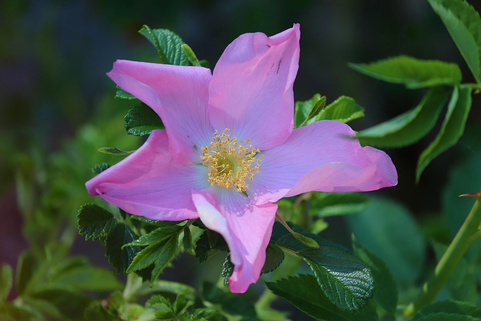 Dog Roses Pink Corymbifera Bush - Free photo on Pixabay