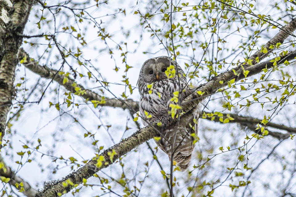 Ural Owl Strix Uralensis Bird - Free photo on Pixabay