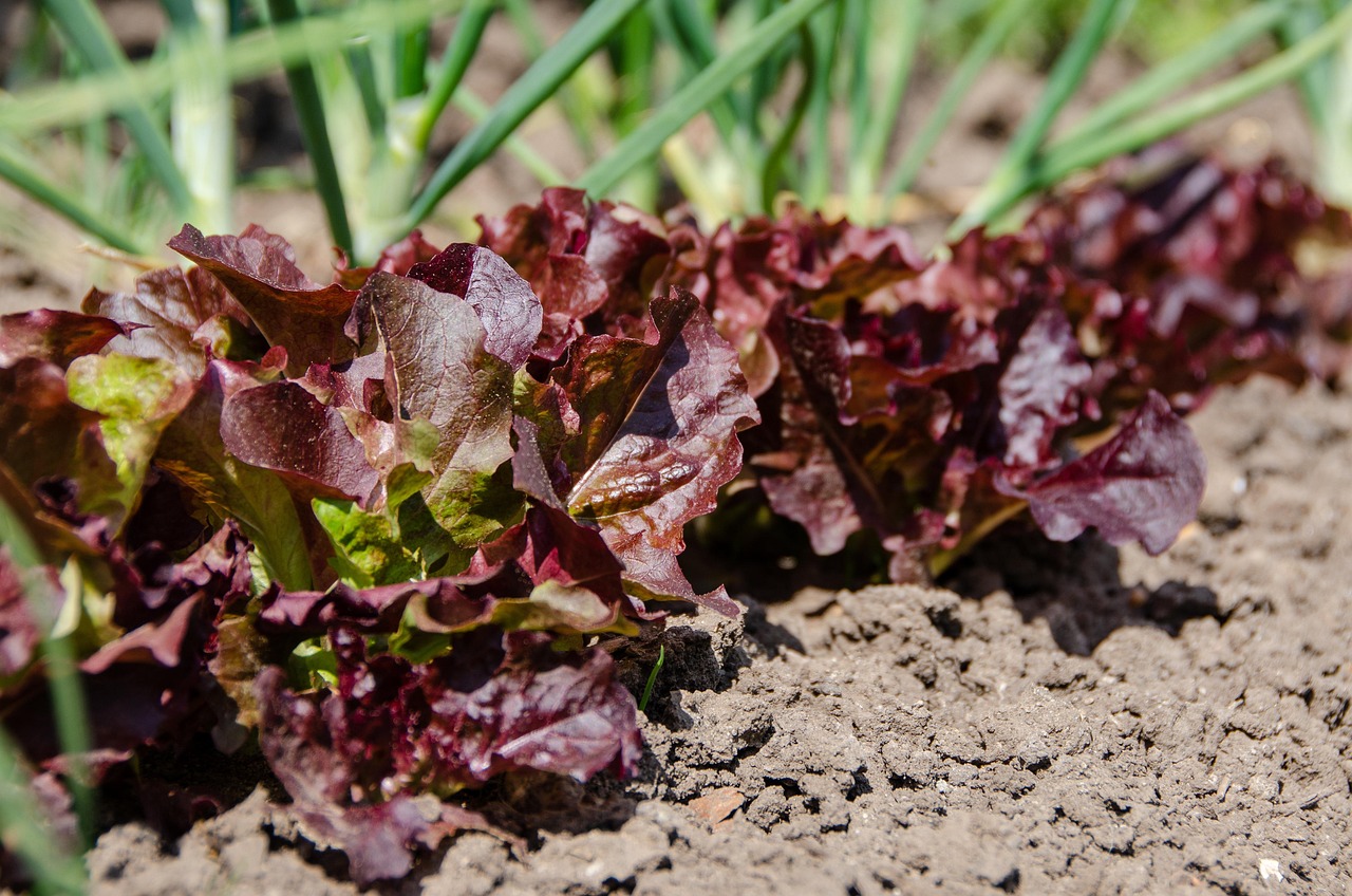 Vegetable Patch Salad Lettuce - Free photo on Pixabay - Pixabay
