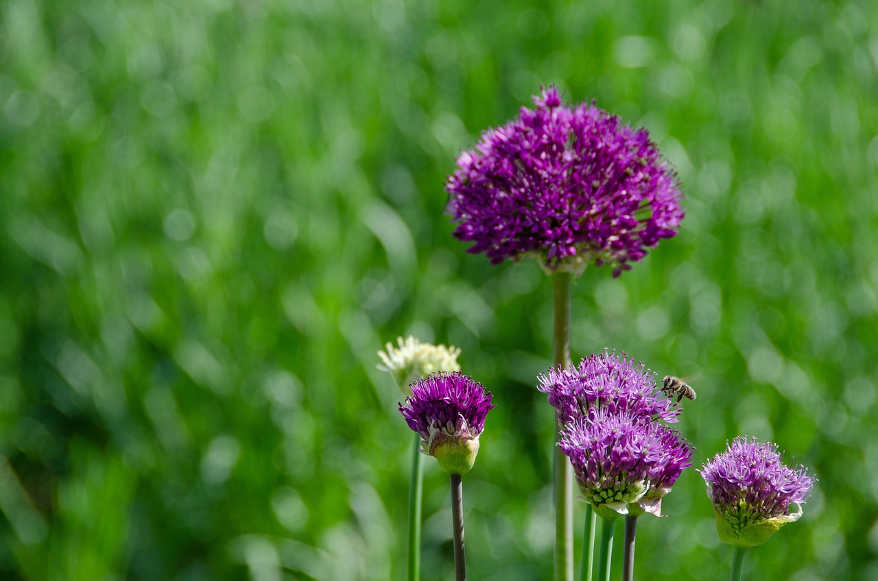Zierlauch Allium Lila - Kostenloses Foto auf Pixabay - Pixabay