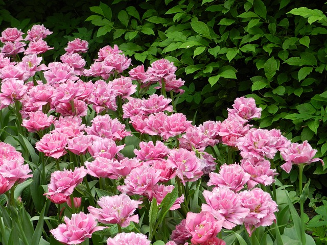 Bunga-Bunga Merah Jambu Tulip - Foto gratis di Pixabay - Pixabay