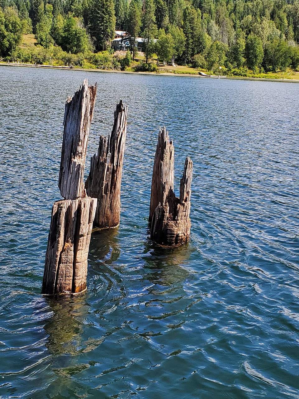 Wood Snags Summer Water - Free photo on Pixabay - Pixabay