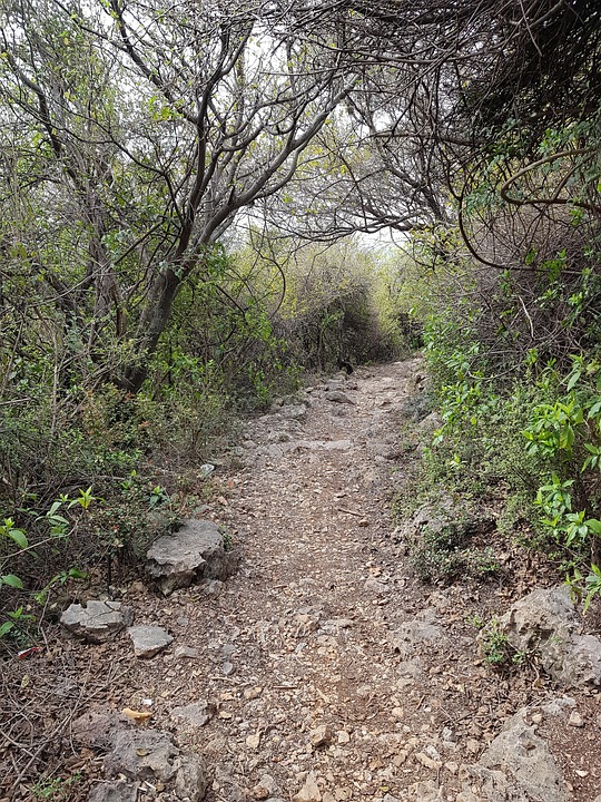 Wandern Pfad Natur - Kostenloses Foto auf Pixabay - Pixabay