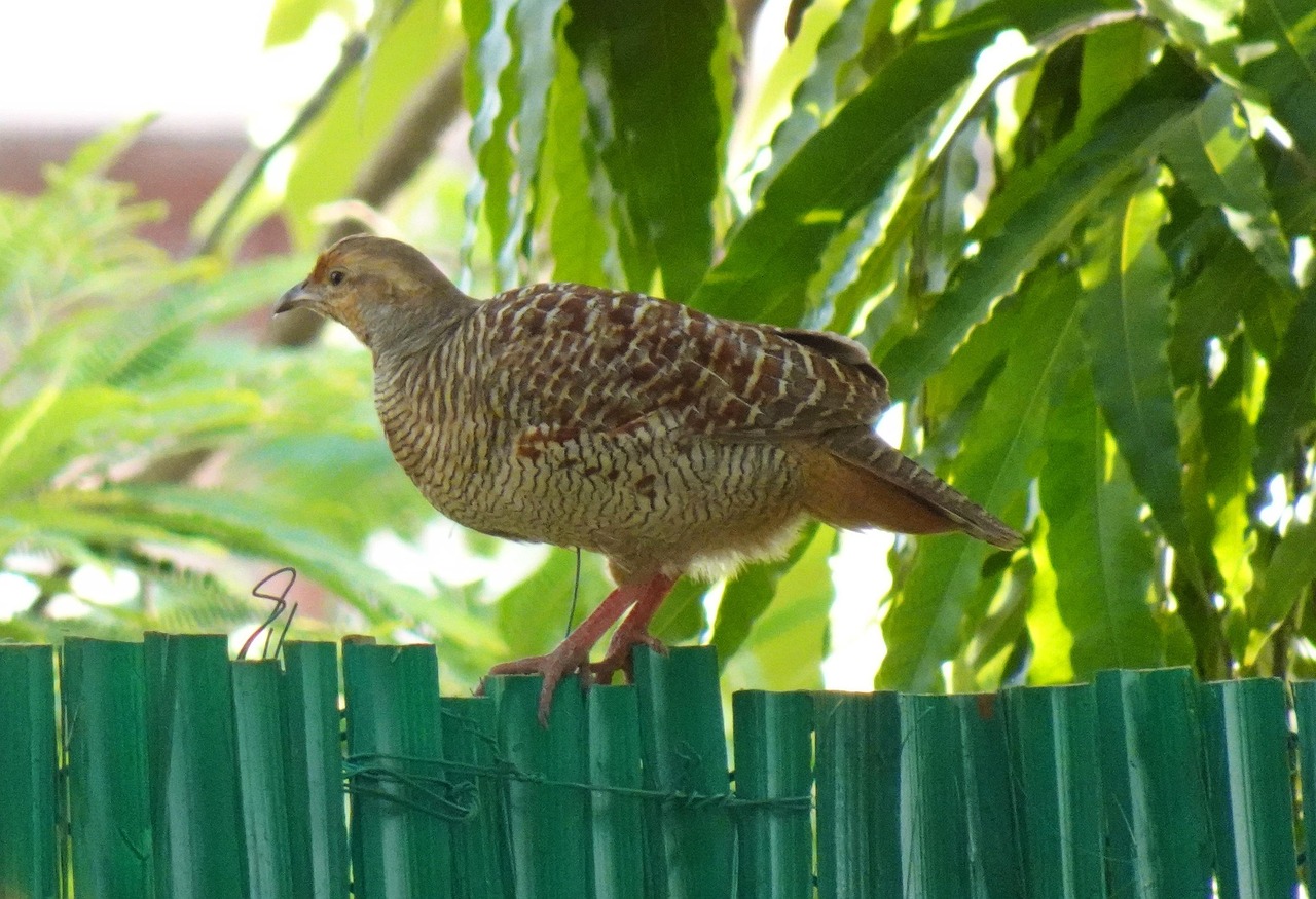 Bird Grey Francolin Francolinus - Free photo on Pixabay