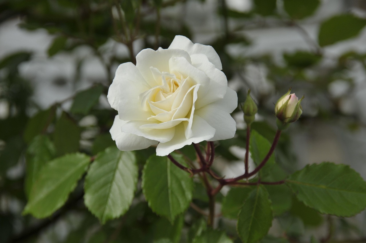 Rose Flower Love Bloom - Free photo on Pixabay - Pixabay