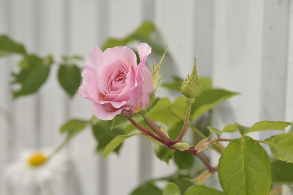 Rose Fleur L'Amour De La Floraison - Photo gratuite sur Pixabay - Pixabay