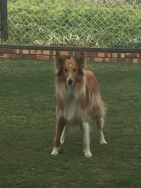 Collie Cachorro De Pé Bicho - Foto gratuita no Pixabay - Pixabay