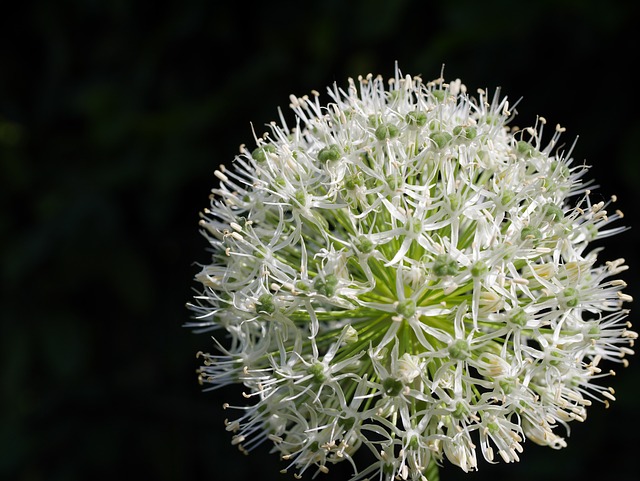 Fleur Allium Oignon Ornemental - Photo gratuite sur Pixabay - Pixabay