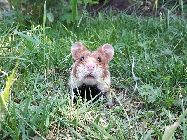 Hamster Nature Wild - Free photo on Pixabay - Pixabay