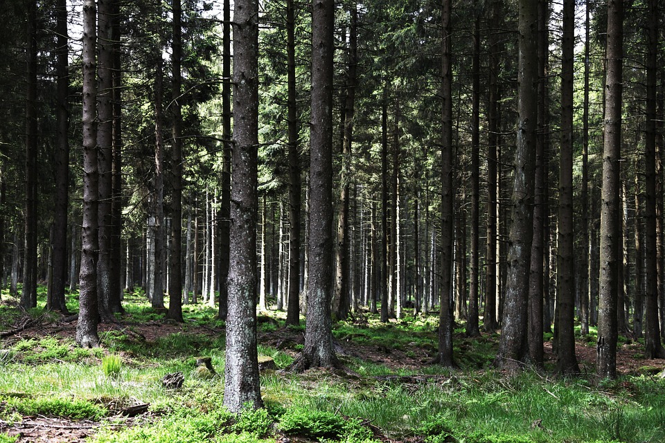 Nature Trees Tree - Free photo on Pixabay