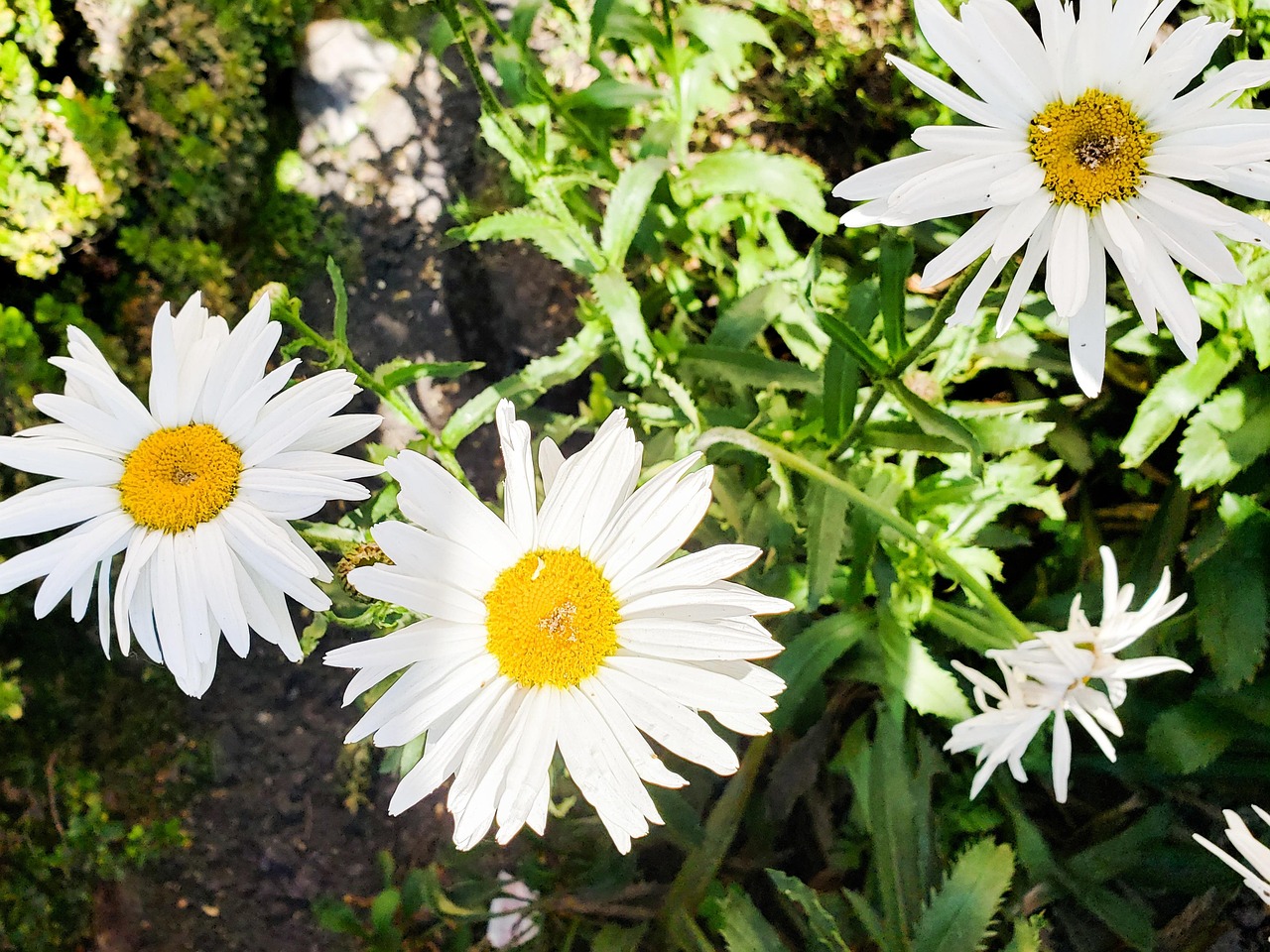 Branco Flores - Foto gratuita no Pixabay - Pixabay
