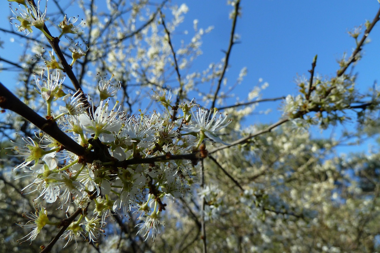 Prunelle Le Printemps - Photo gratuite sur Pixabay - Pixabay