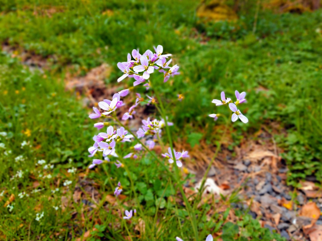 Padang Rumput Foamwort Bunga - Foto gratis di Pixabay - Pixabay