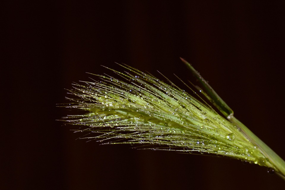 Poaceae Grass Field - Free photo on Pixabay - Pixabay