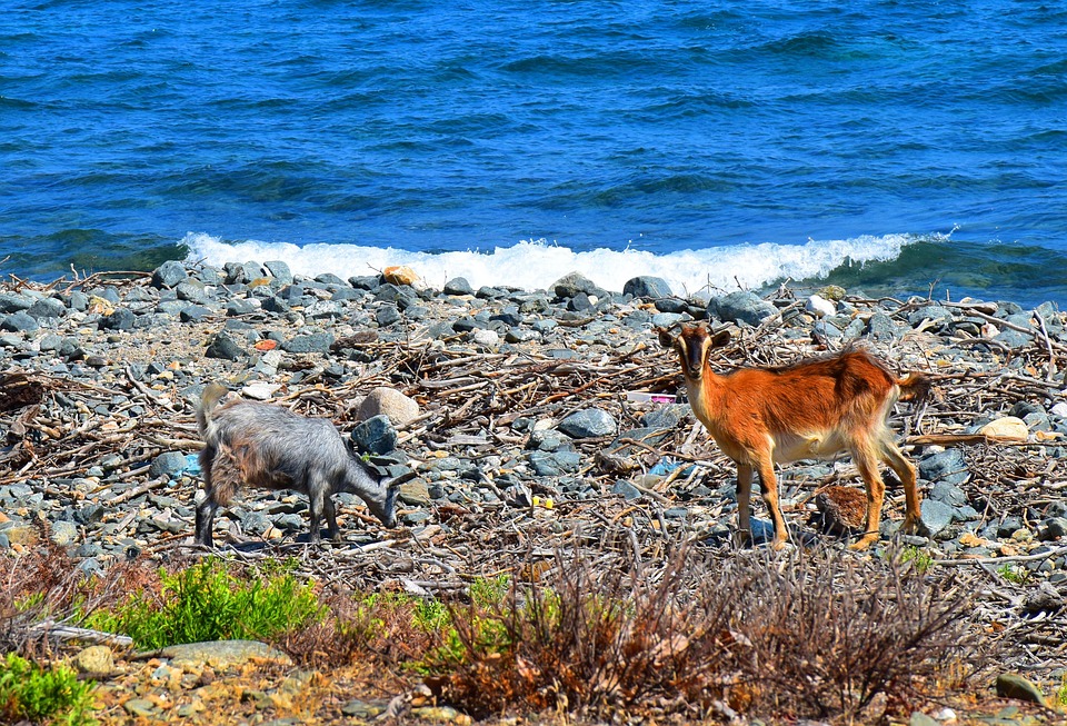 Goats Sea Samothraki - Free photo on Pixabay - Pixabay