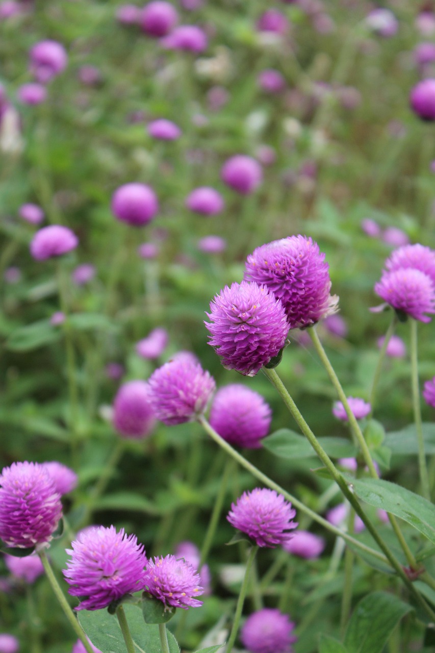 Fleurs Sauvages Nature En Plein - Photo gratuite sur Pixabay