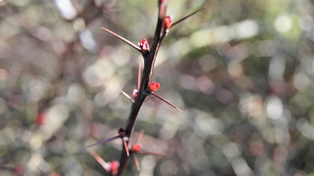 Spikes Nature Plant - Free photo on Pixabay - Pixabay