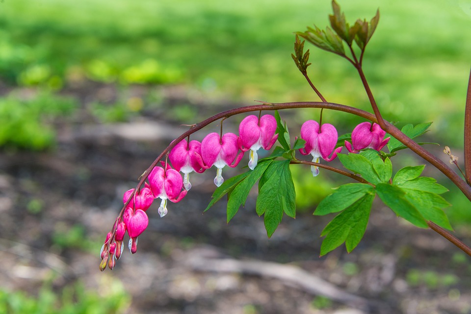 Bleeding Heart Flowers Blooming - Free photo on Pixabay - Pixabay