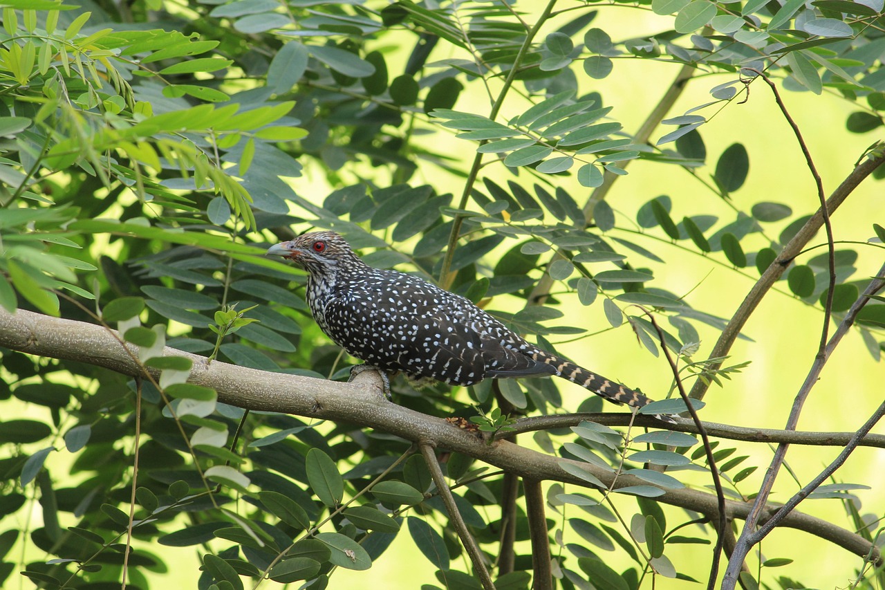 Kuyil Bird Singing