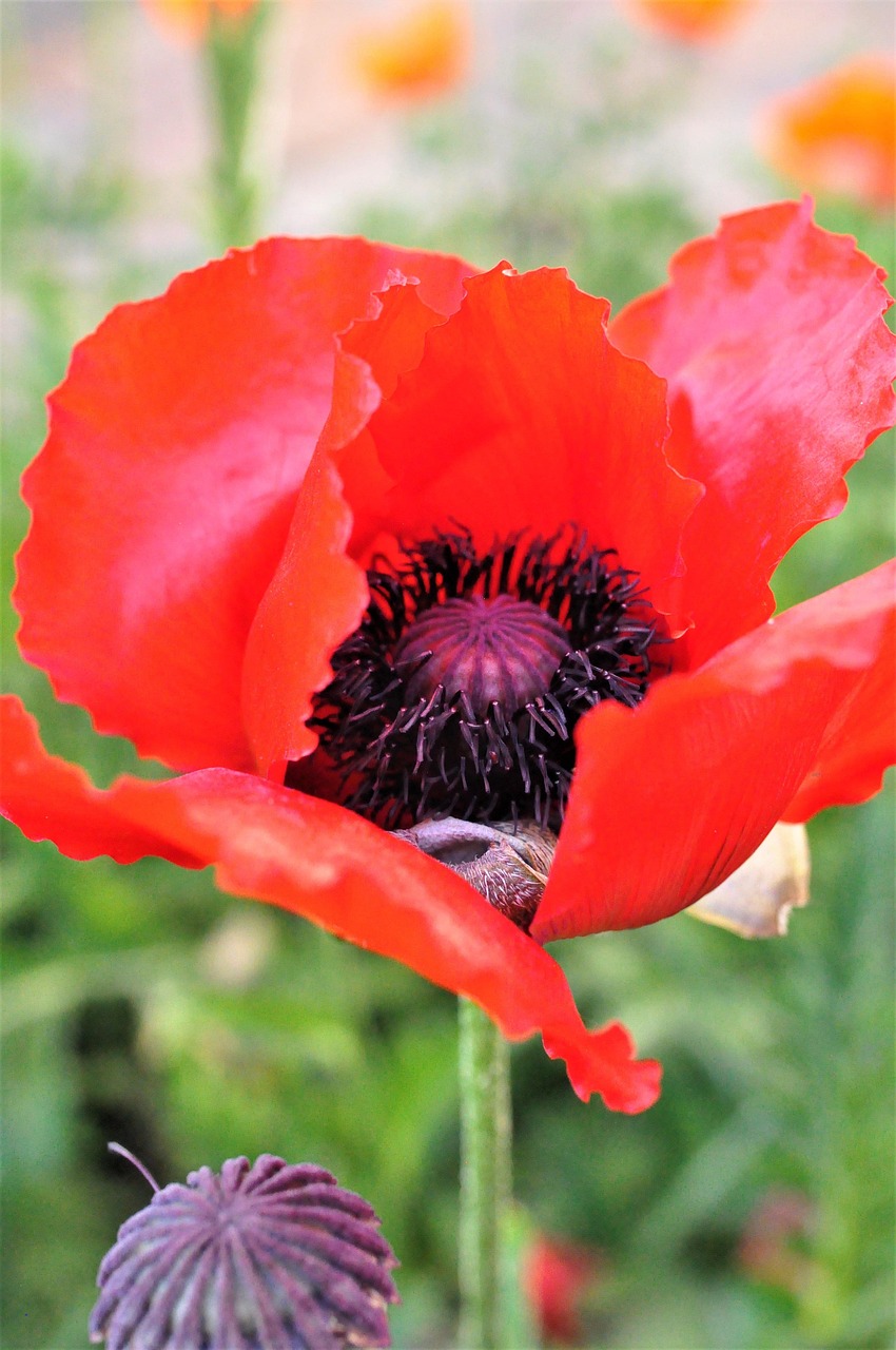 Bunga Poppy Jagung Atmosfer - Foto gratis di Pixabay - Pixabay