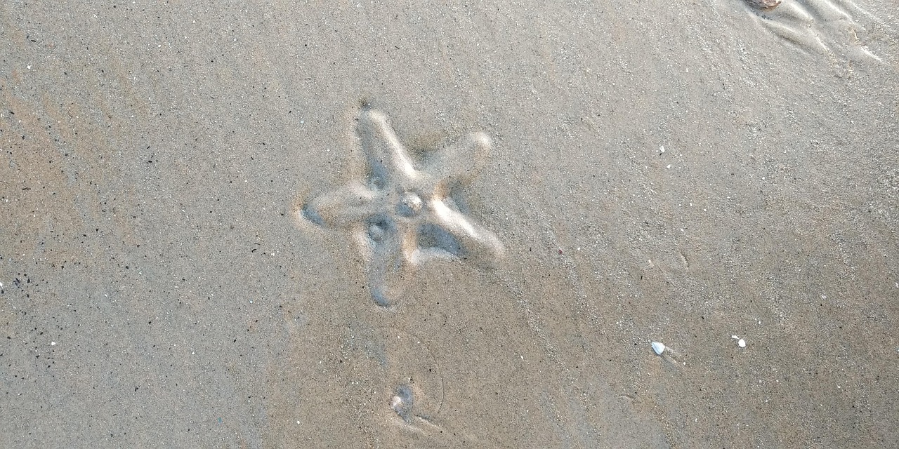Siehe Strand Seestern - Kostenloses Foto auf Pixabay - Pixabay